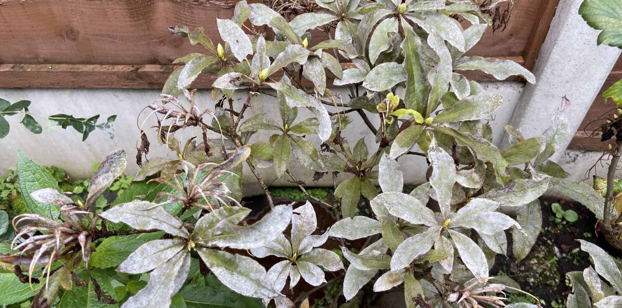 How I Control and Prevent Powdery Mildew - Fungicides and More