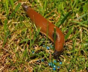 How to deter and get rid of slugs and snails