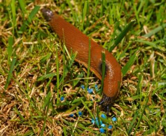 How to deter and get rid of slugs and snails