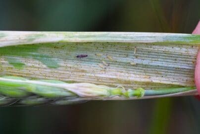 How to get rid of Thrips?