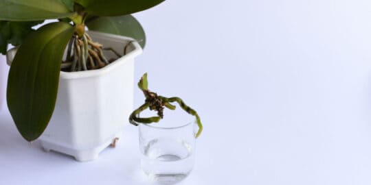 How to propagate an orchids, dividing, cutting & growing from seed