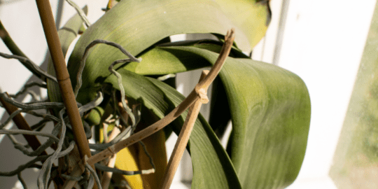 How to Know If You're Overwatering Your Orchid? – 7 Tell Tail Signs