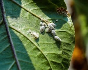 Poinsettia Pests and Diseases - Identifying & Controlling them