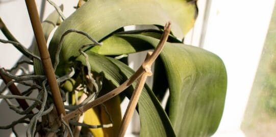 Preventing and treating orchid root rot and crown rot