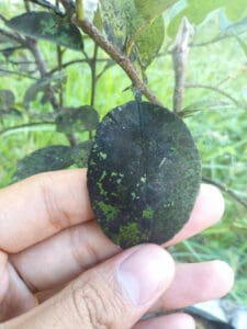 Orange Tree Pests and Diseases - Identify and Treatments