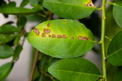 Orange Tree Pests and Diseases - Identify and Treatments