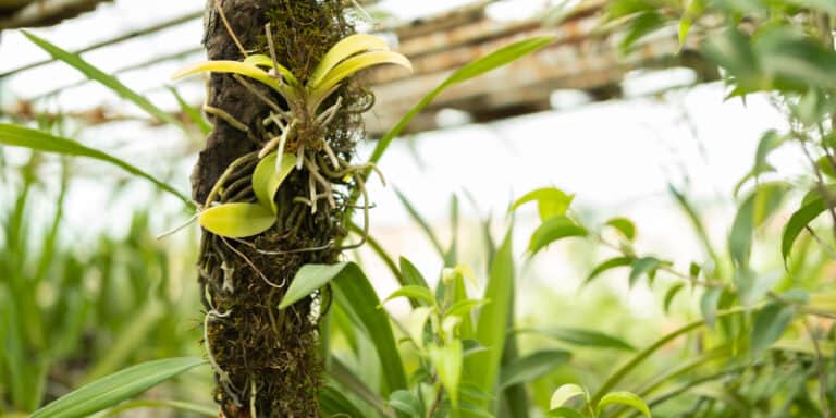 How to grow mounted orchids on wood: A Beginner's Guide