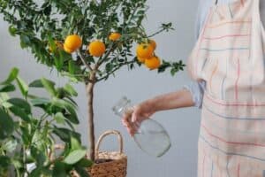 Why Is Your Orange Tree Shedding Leaves? Find Out