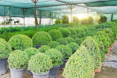 How to plant, grow and care for Buxus (box plants)