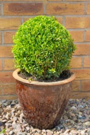 How to plant, grow and care for Buxus (box plants)
