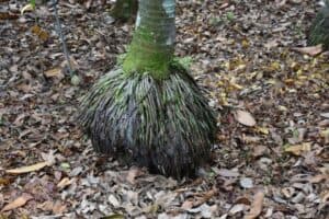 How deep are palm tree roots? Let's Find Out