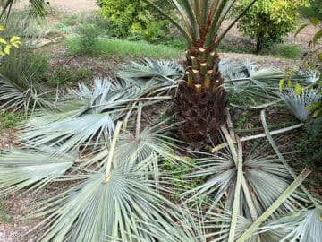 SOS! Why Your Palm Tree is Dying and What to Do About It