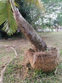 How deep are palm tree roots? Let's Find Out