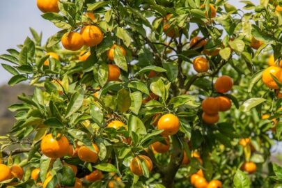 Why Does My Orange Tree Keep Dropping Fruit?