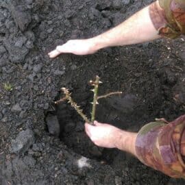 Why are my roses drooping and wilting? (and how to save it)