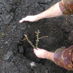 Why are my roses drooping and wilting? (and how to save it)