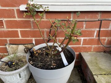 Why are my roses drooping and wilting? (and how to save it)