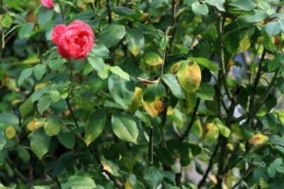 Why are my roses drooping and wilting? (and how to save it)